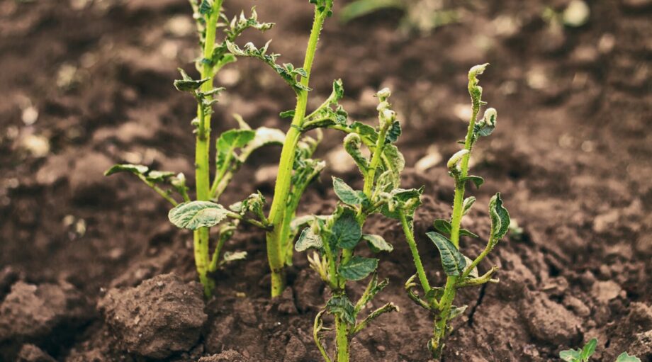 How Do I Know If My Compost or Mulch Is Contaminated With Herbicides?