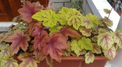 21 Beautiful Perennials for Pots and Containers