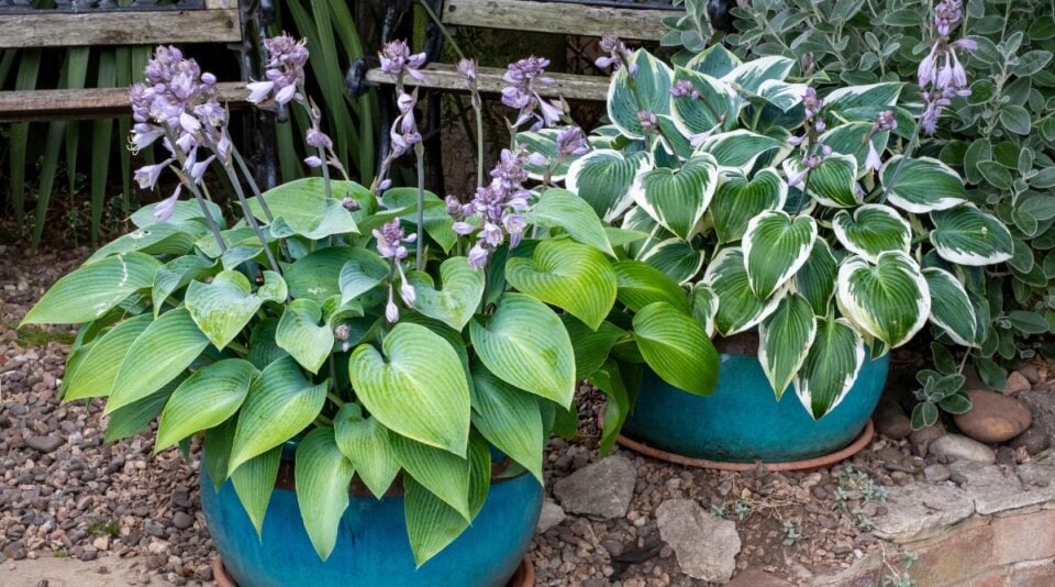21 Beautiful Perennials for Pots and Containers