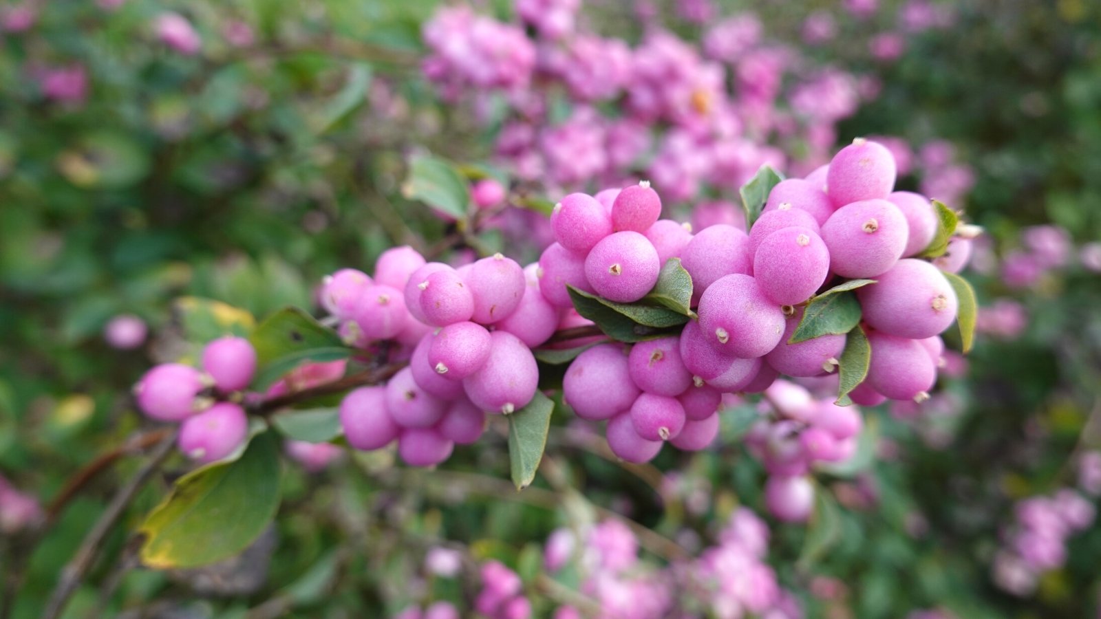 How to Plant, Grow, and Care for Coralberry Shrubs