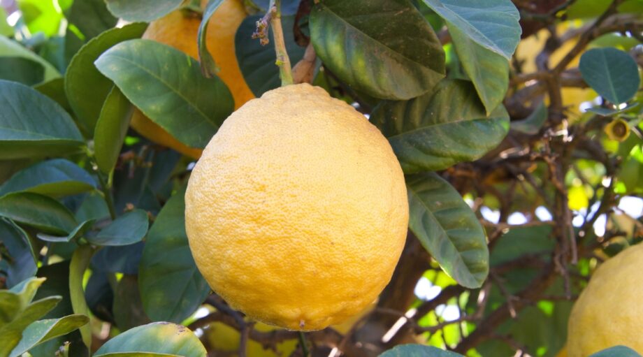 How to Plant, Grow, and Care for Indoor Lemon Trees