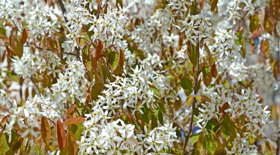 How To Plant, Grow, and Care for Service Berry Trees