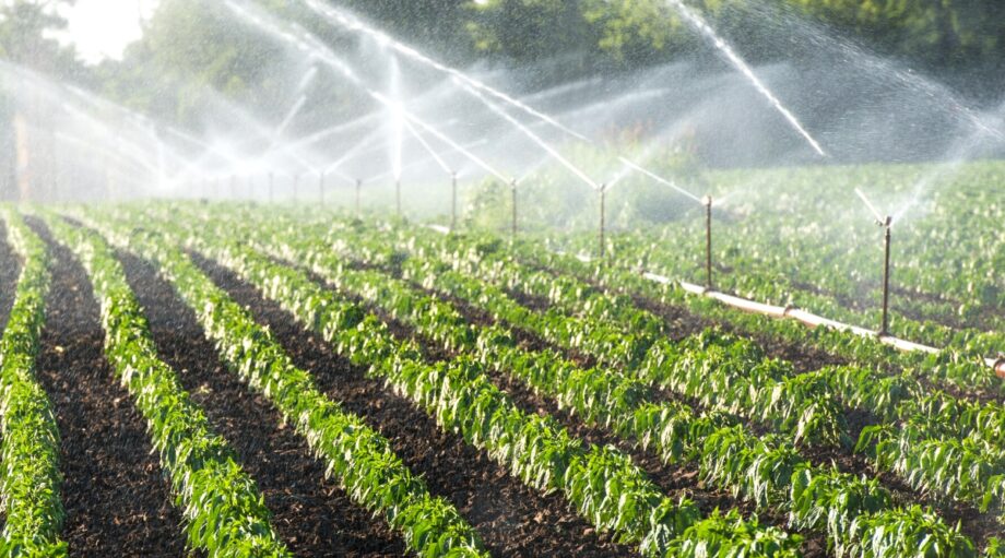 Is Overhead Watering Bad For Plants?