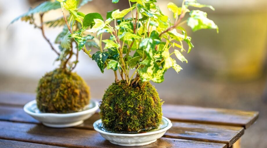 How to Make Your Own Kokedama: Japanese Moss Balls