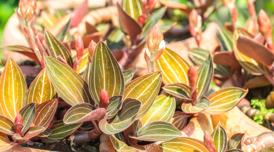 How to Plant, Grow, and Care for Ludisia Orchids