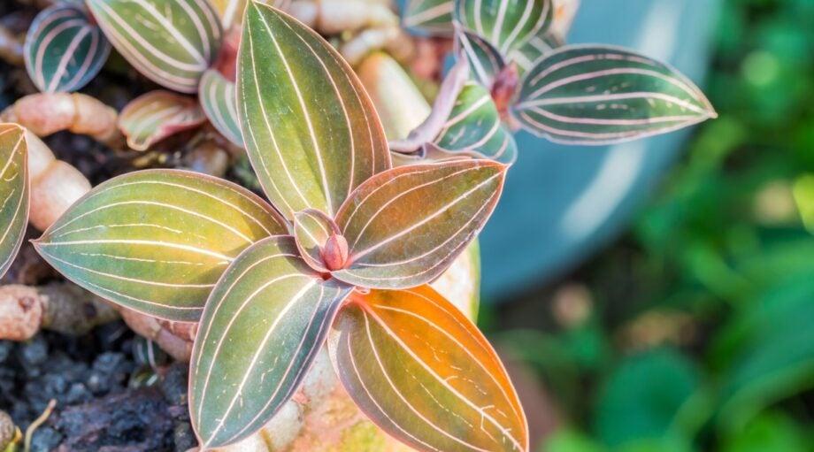 How to Plant, Grow, and Care for Ludisia Orchids