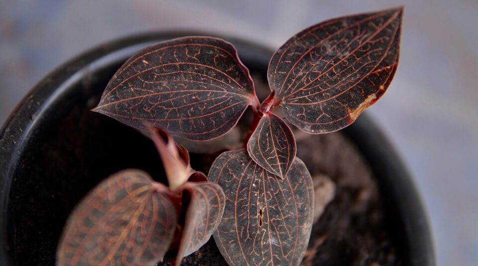 How to Plant, Grow, and Care for Ludisia Orchids