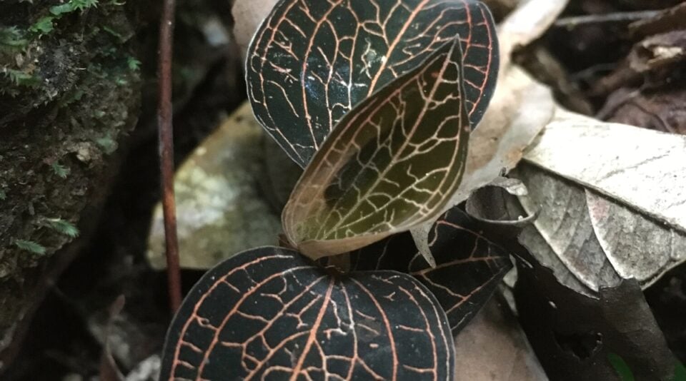 How to Plant, Grow, and Care for Ludisia Orchids