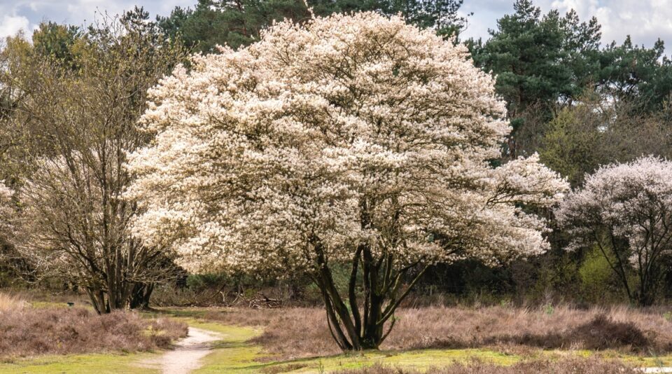 How To Plant, Grow, and Care for Service Berry Trees