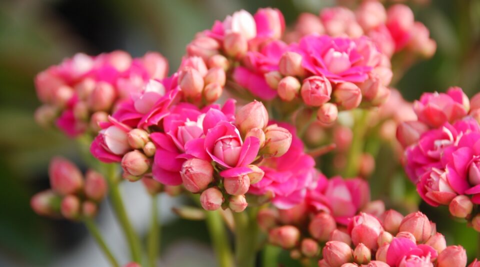15 Pretty Pink Houseplants for Your Indoor Garden