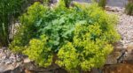 How to Plant, Grow, and Care for Lady's Mantle
