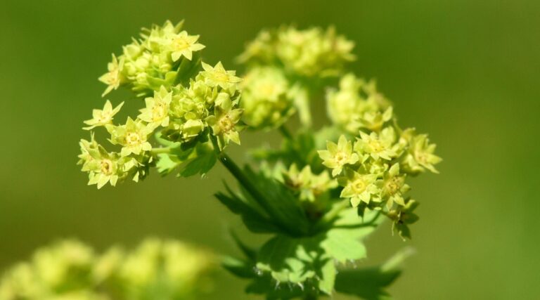 How to Plant, Grow, and Care for Lady's Mantle
