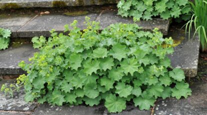 How to Plant, Grow, and Care for Lady's Mantle