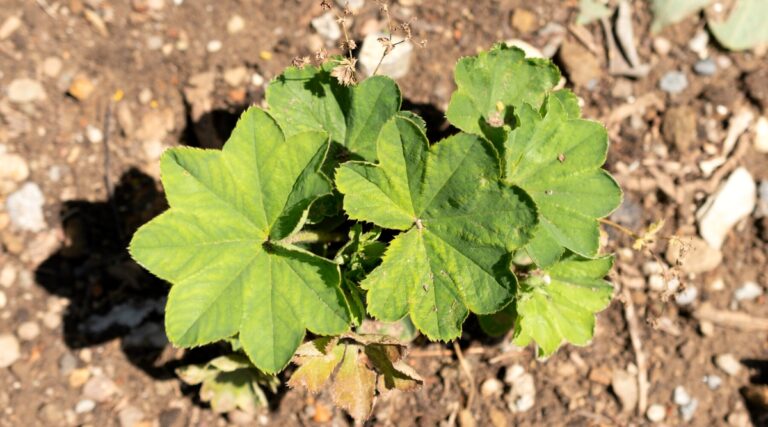How to Plant, Grow, and Care for Lady's Mantle