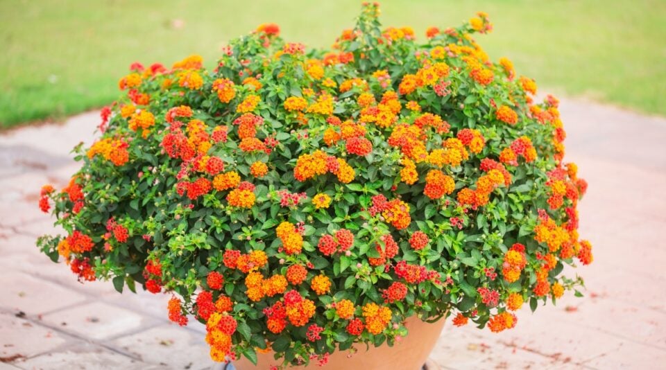 21 Best Perennials for Pots and Containers