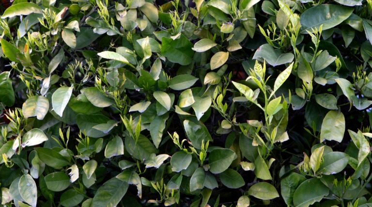 27 Best Evergreen Trees for Residential Landscapes