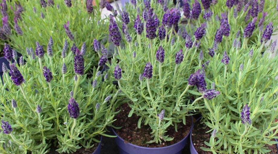 21 Best Perennials for Pots and Containers