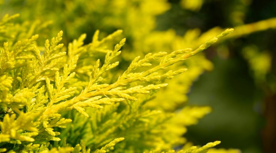 27 Best Evergreen Trees for Residential Landscapes