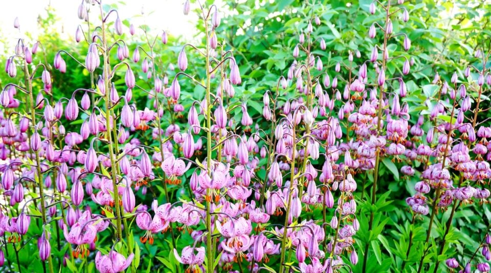 How to Plant, Grow, and Care for Turk's Cap Lilies
