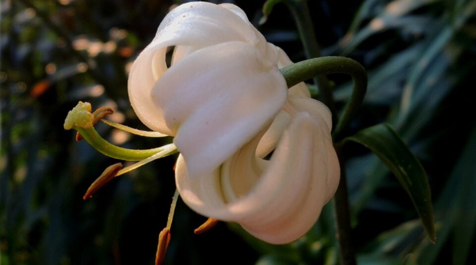 How to Plant, Grow, and Care for Turk's Cap Lilies