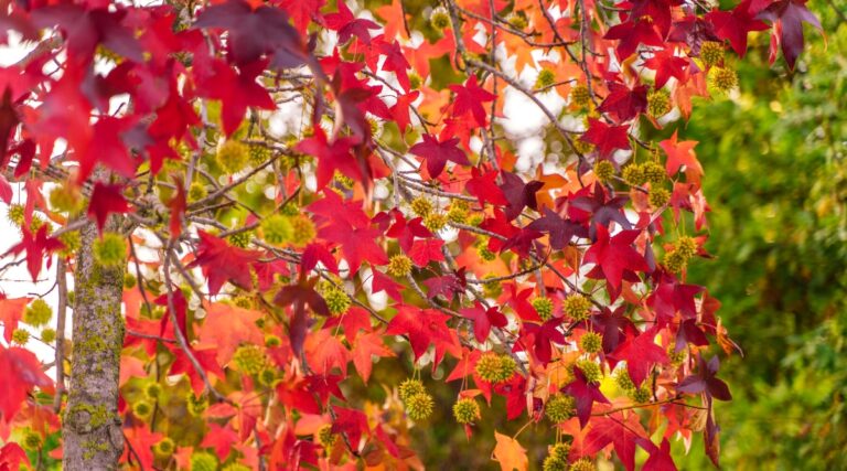 13 Best Fire-Resistant Trees for a Defensible Landscape