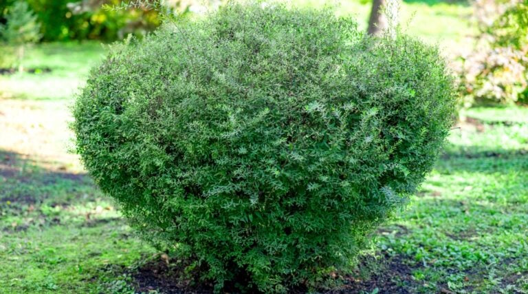 15 Perfect Plants for Hiding Unsightly Areas in the Garden