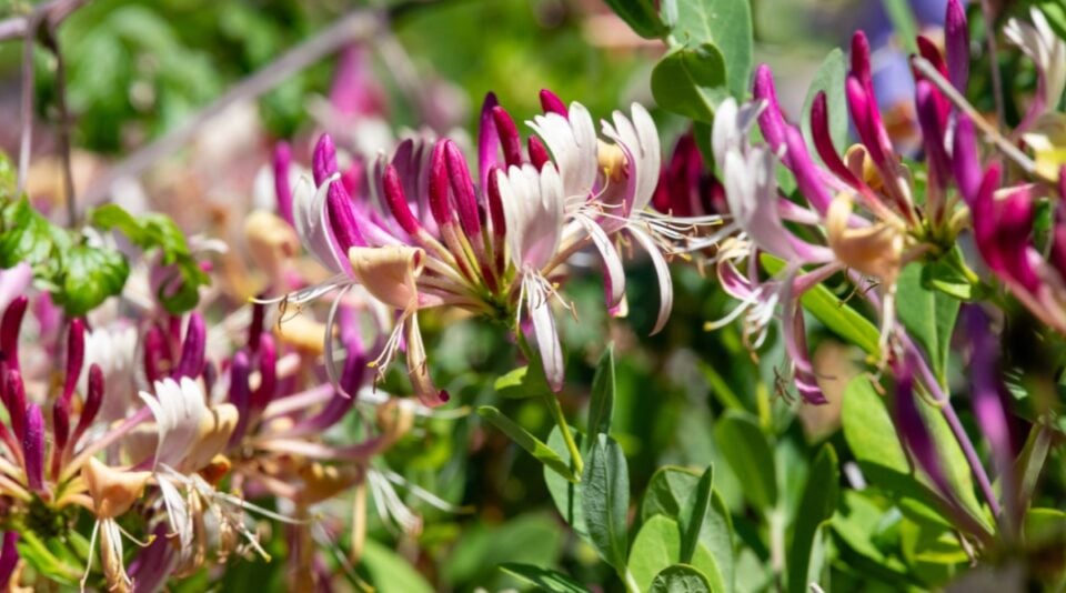 17 Well-Behaved Vines to Climb an Arbor or Trellis