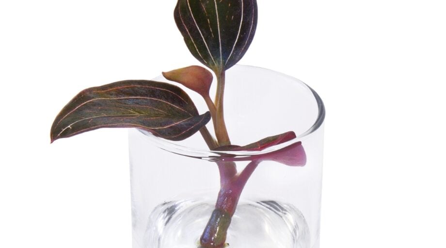 How to Plant, Grow, and Care for Ludisia Orchids