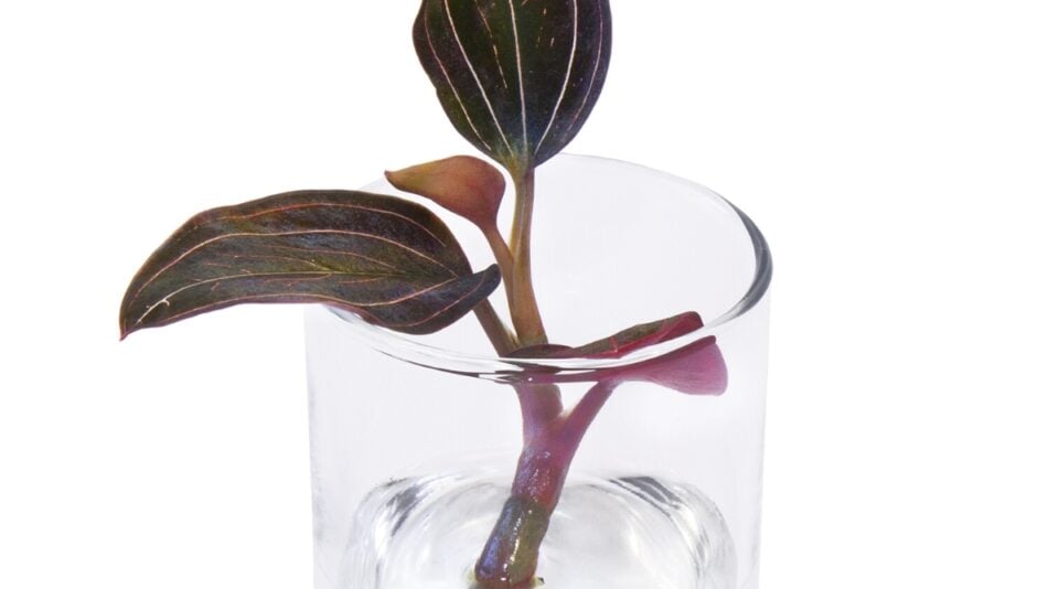 How to Plant, Grow, and Care for Ludisia Orchids