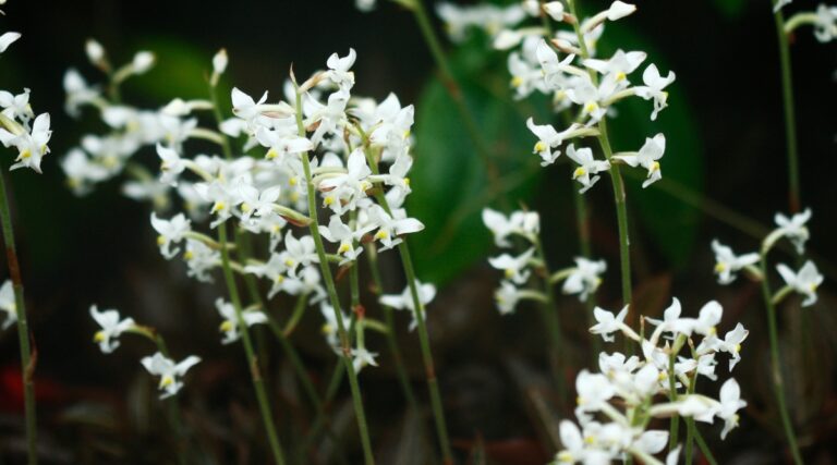 How to Plant, Grow, and Care for Ludisia Orchids