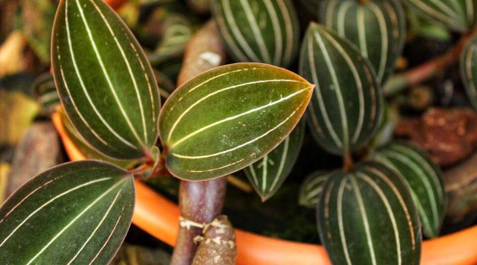 How to Plant, Grow, and Care for Ludisia Orchids – Nature's Gateway