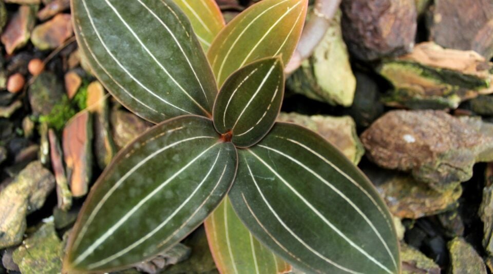 How to Plant, Grow, and Care for Ludisia Orchids