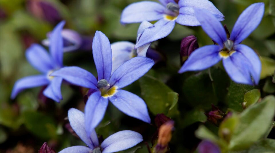 19 Best Trailing Plants for Rock Gardens