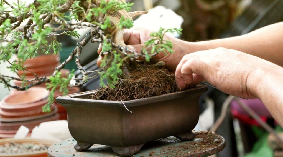 A Beginner's Guide to Bonsai