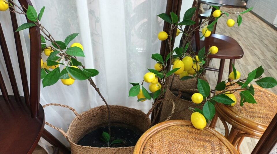 How to Plant, Grow, and Care for Indoor Lemon Trees