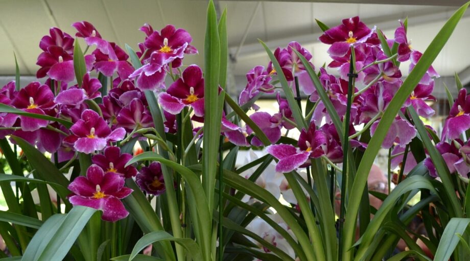How to Plant, Grow, and Care for Miltonia Orchids – Nature's Gateway