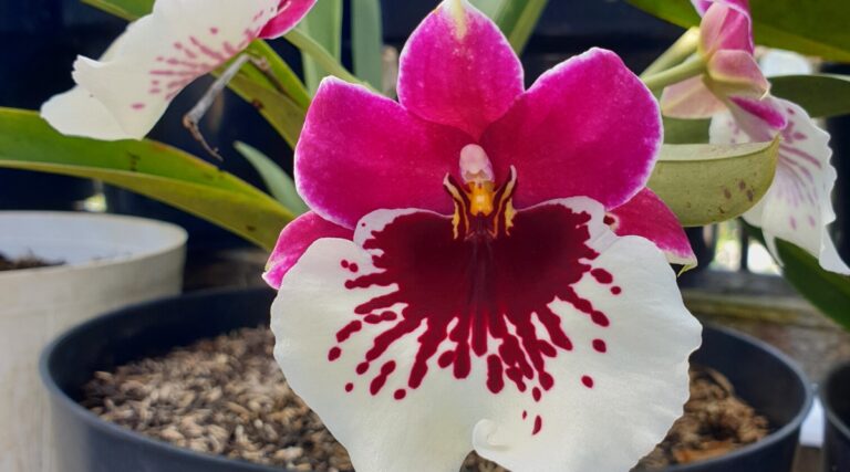 How to Plant, Grow, and Care for Miltonia Orchids – Nature's Gateway
