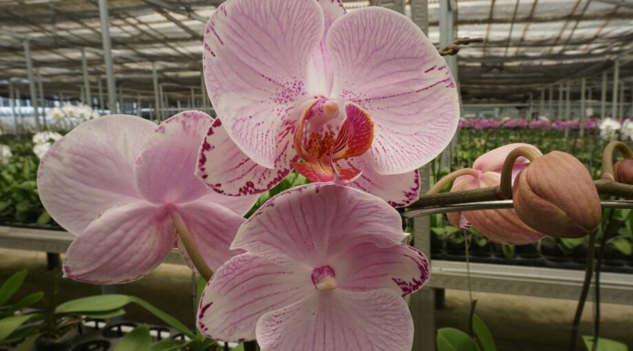 Where Should You Put Your Orchid? 5 Tips for Finding the Right Spot