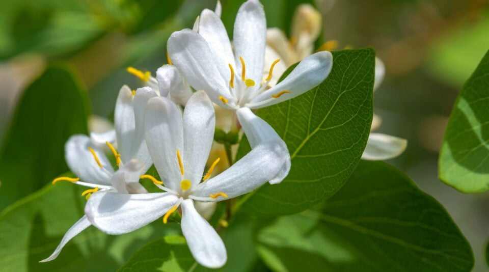 How to Get Rid of Invasive Honeysuckle