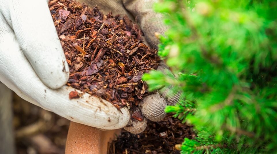 How to Plant Trees in Pots or Containers: 13 Pro Tips