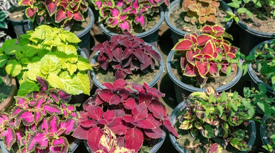 How to Propagate Coleus Plants
