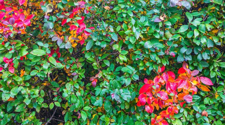 15 Perfect Plants for Hiding Unsightly Areas in the Garden