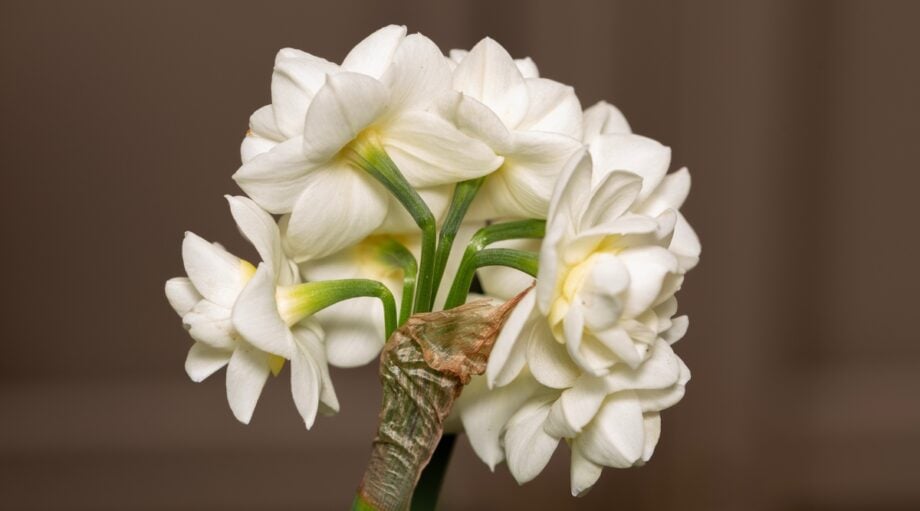 7 Flowering Paperwhite Varieties for Indoor Winter Gardens