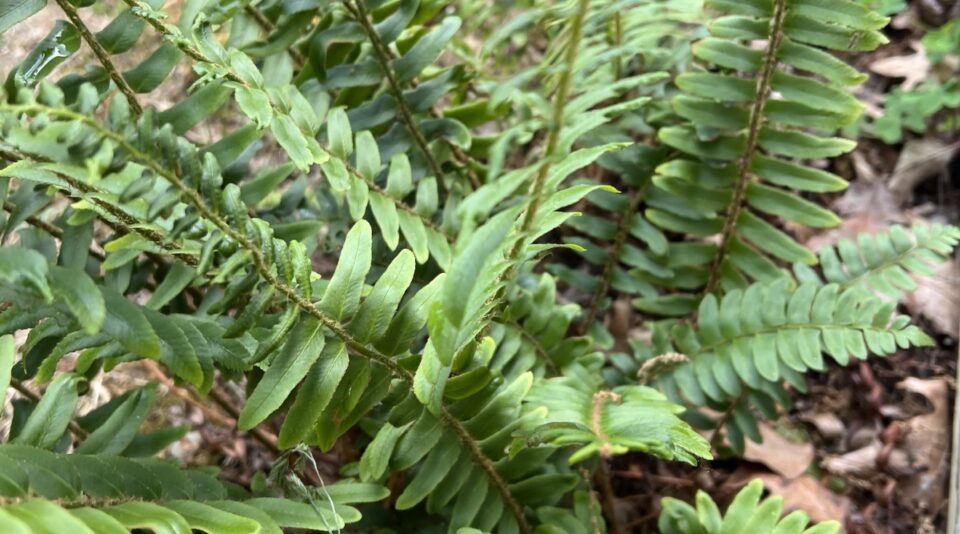 How to Plant, Grow, and Care for Christmas Ferns
