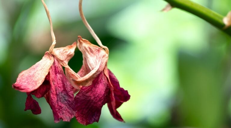 How to Plant, Grow, and Care for Calanthe Orchids