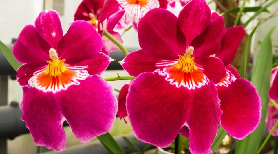 How to Plant, Grow, and Care for Miltonia Orchids – Nature's Gateway