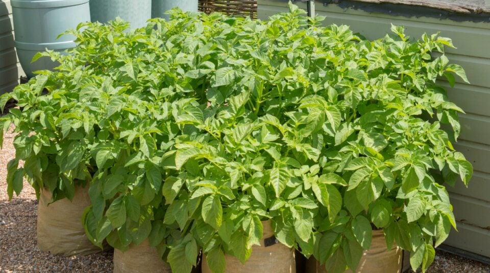 How to Grow Potatoes in a Grow Bag