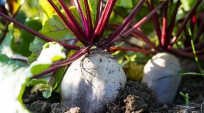 15 Vegetables to Start Seeding in February
