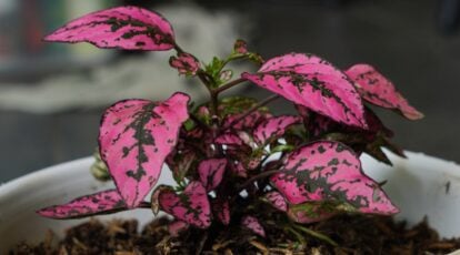 15 Pretty Pink Houseplants for Your Indoor Garden