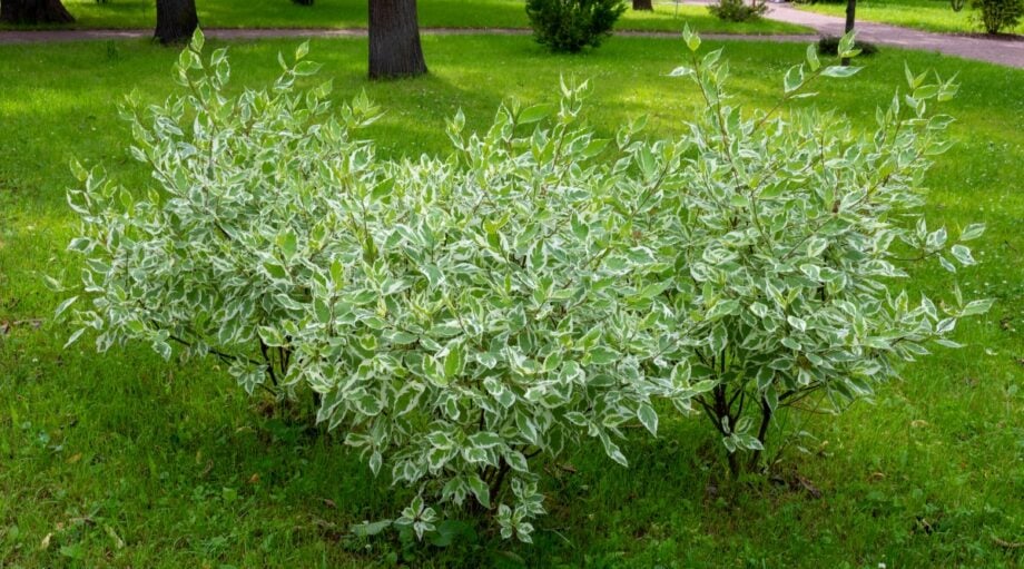 15 Perfect Plants for Hiding Unsightly Areas in the Garden